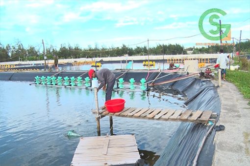 Hướng dẫn nuôi tôm thẻ chân trắng 3 giai đoạn hiệu quả